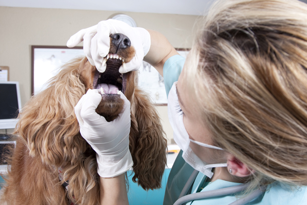 5 Ways to Maintain Your Pet's Dental Health